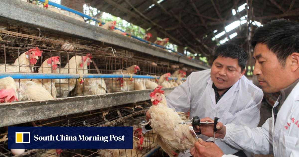 Chinese scientists develop bird flu vaccine | South China Morning Post