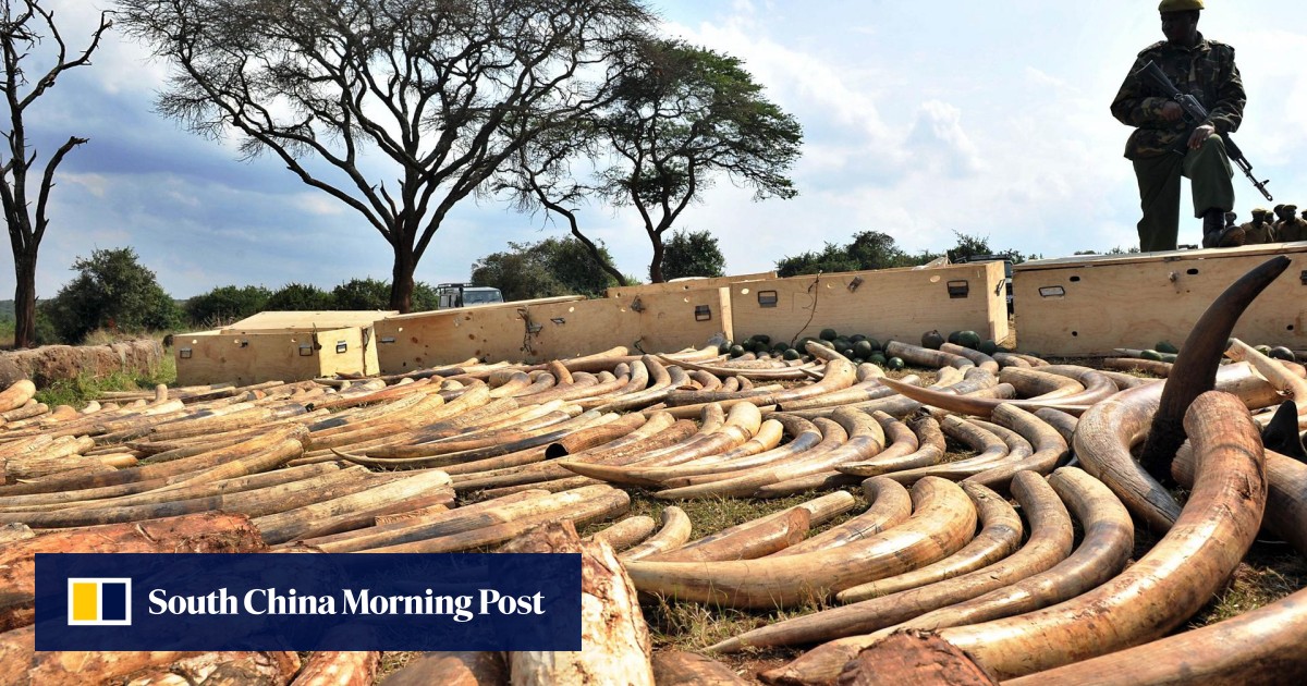 Africa-Asia summit agrees tough steps to curb illegal ivory trade ...