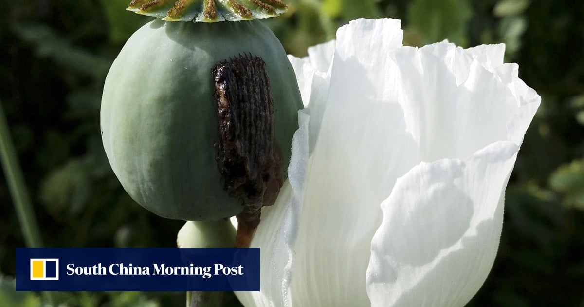 Southeast Asia can’t meet China’s opium demand, says UN body | South ...