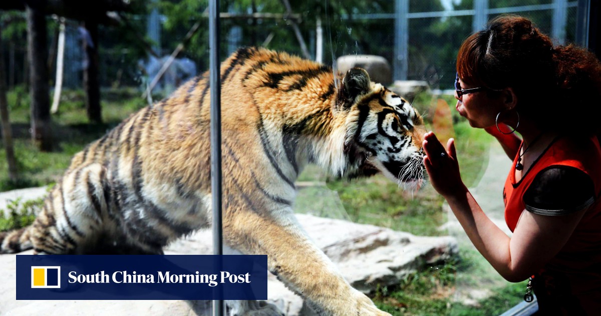 Shanghai zookeeper mauled to death by tiger | South China Morning Post