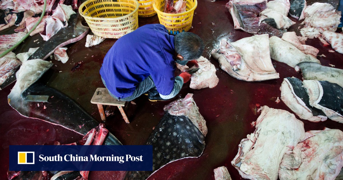 Inside the world's biggest shark abattoir: shocking pictures show scale ...