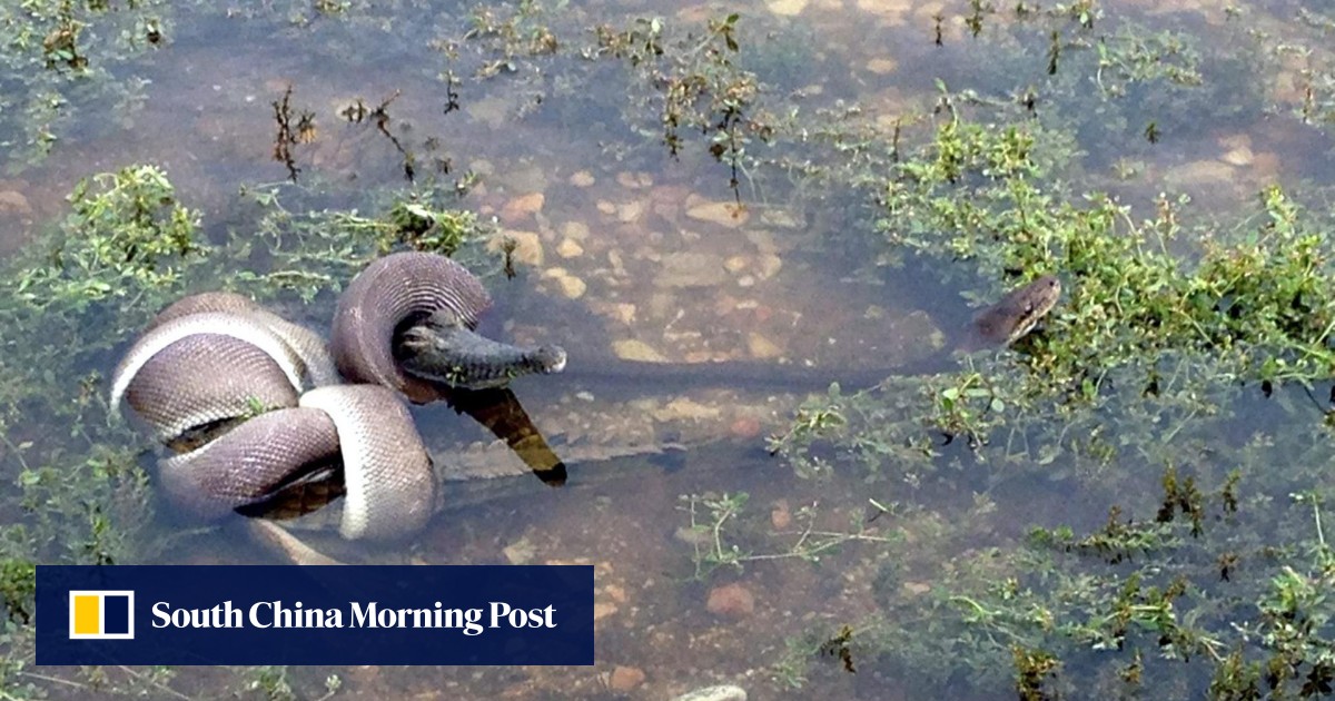 Snake vs crocodile! Huge python gobbles down reptile after hours-long ...