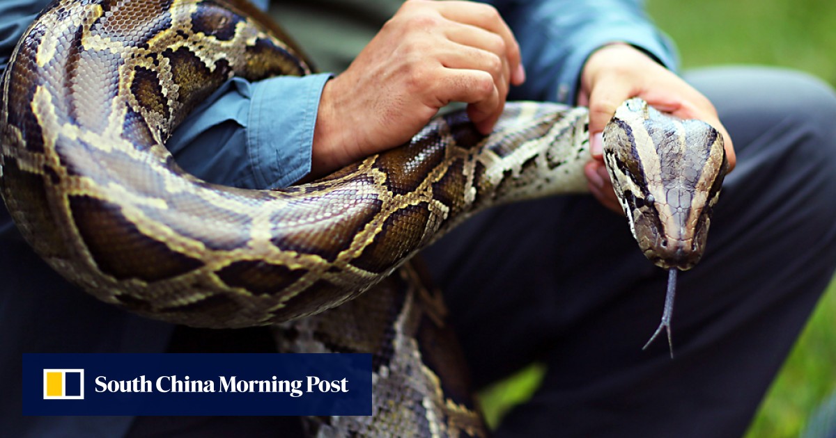 Homing trick of the Burmese python surprises scientists | South China ...