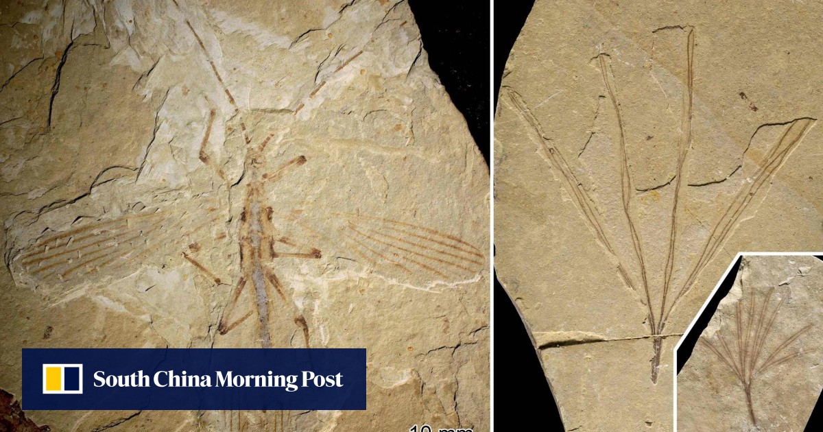 Fossil of world's oldest stick insect found in Liaoning prehistoric ...