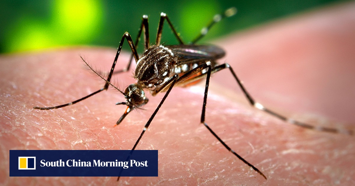 Dengue outbreak at Australia's Pacific island refugee detention centre ...