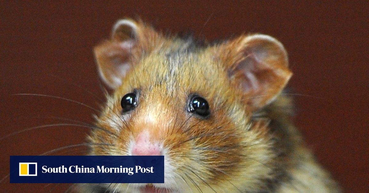 French region hatches action plan to save endangered hamster | South ...