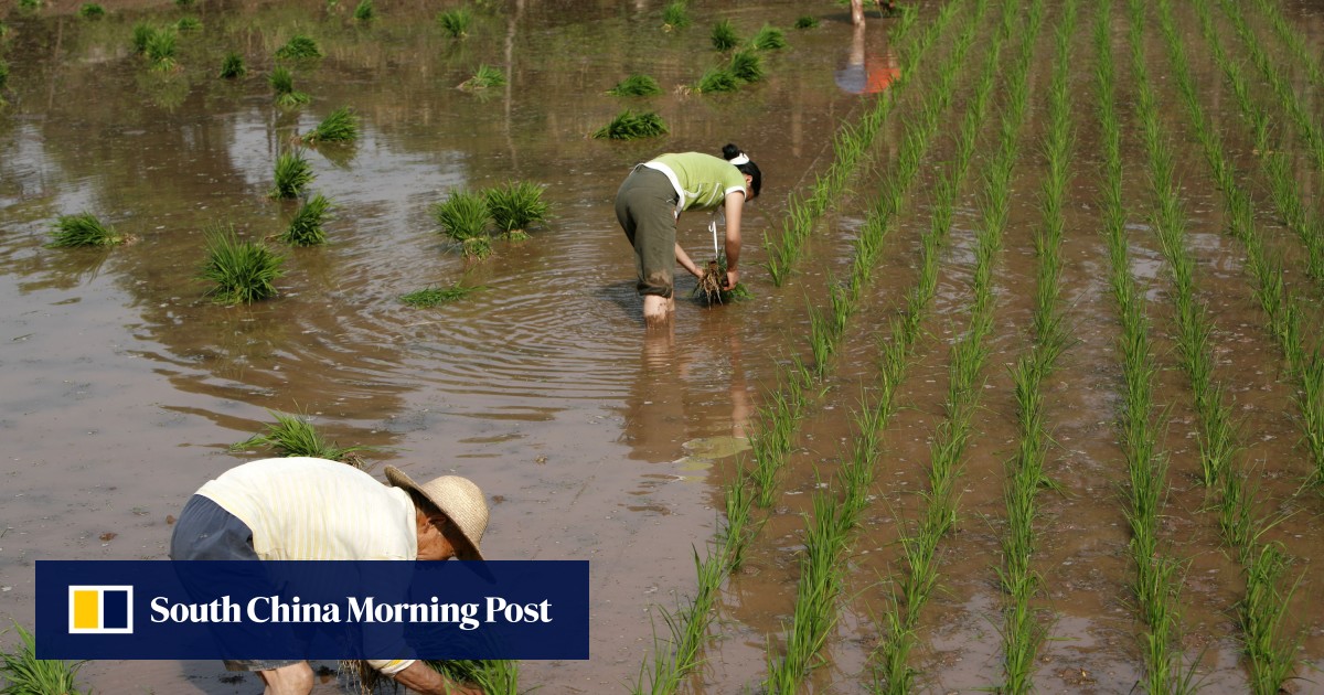 Why China's wheat-growing north produces individualists and its rice ...