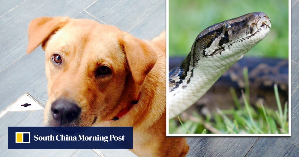 Pet dog crushed to death by python in second attack in two weeks ...