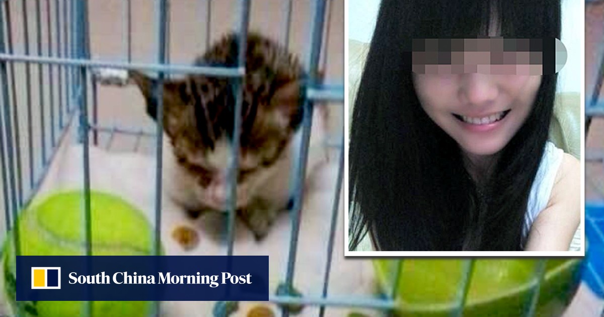 Kitten decapitation sparks online fury in China | South China Morning Post
