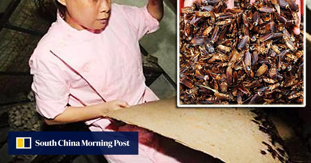 'They're like my children': The woman who keeps 100,000 cockroaches in ...