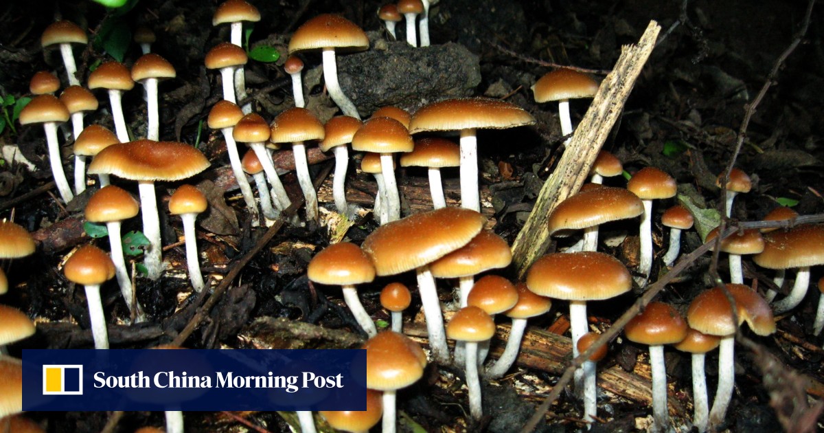 Scientists uncover what goes on when we eat magic mushrooms | South ...