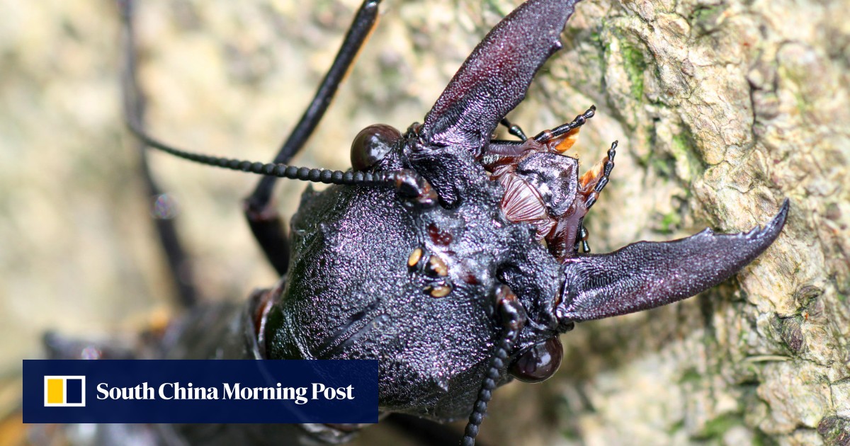 World's largest aquatic insect discovered in China's Sichuan province ...