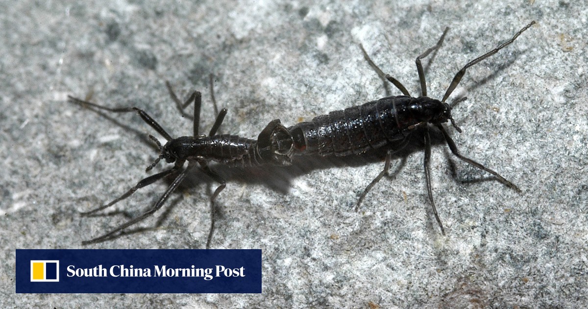 Miniscule midge survives in frozen Antarctic environment | South China ...