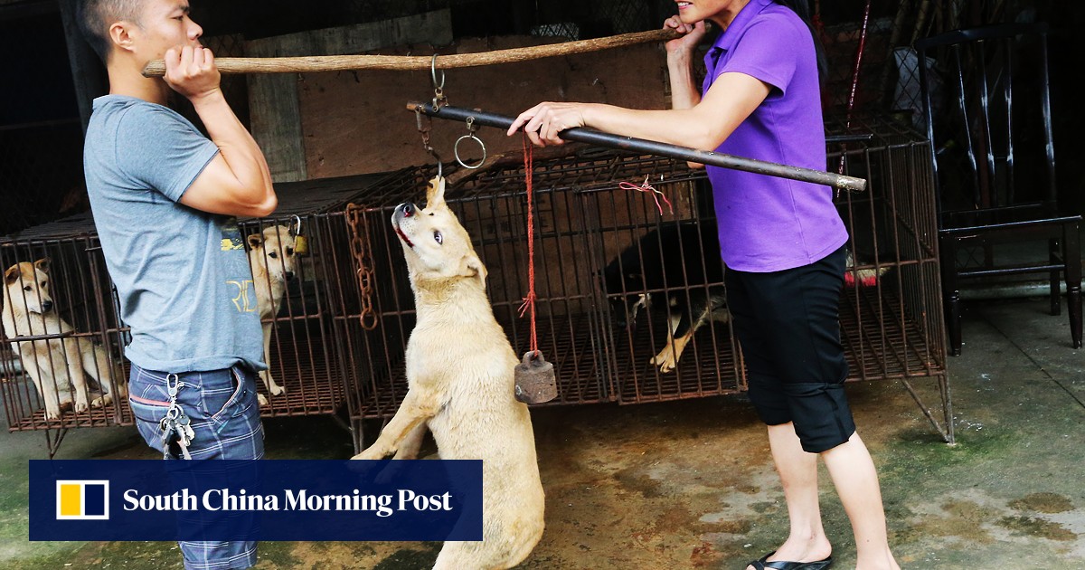 5,000 dogs culled in one Chinese city after rabies leaves five dead ...