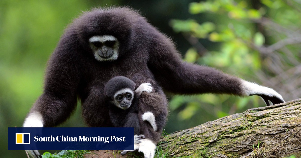 'Jumping gene' behind gibbon's divergence from other apes, DNA map ...
