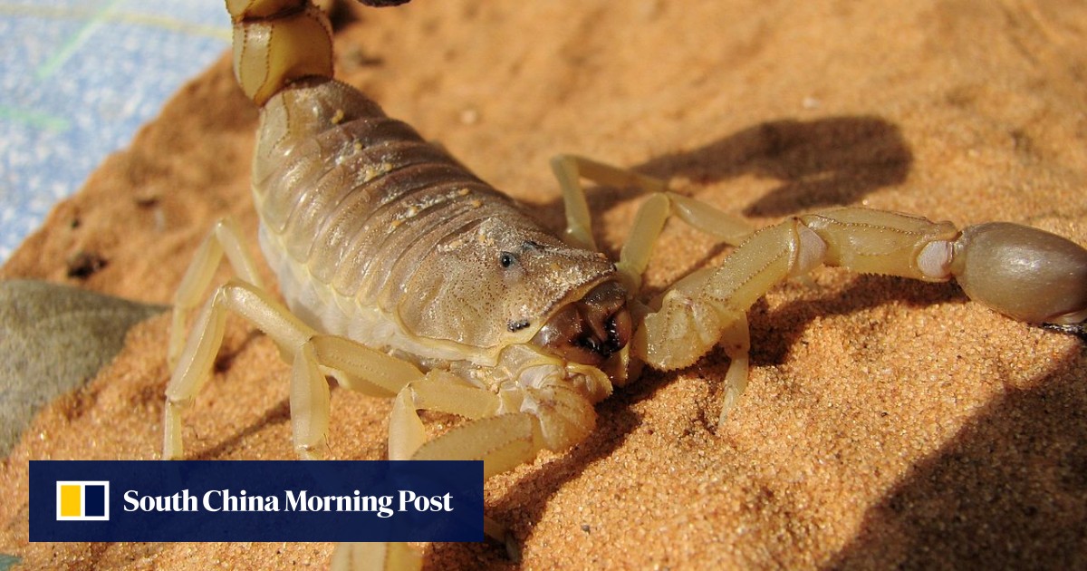 Chinese authorities find almost 100 'man-killer' scorpions in parcels ...