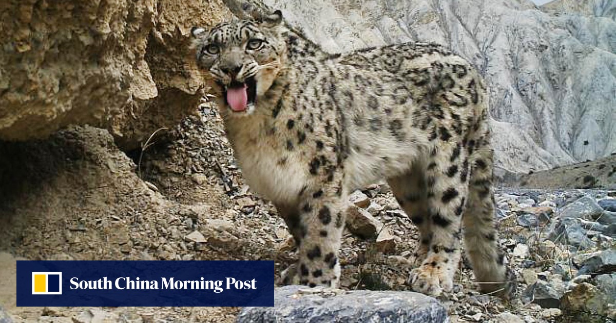 Rare snow leopards caught on camera in Tibet reserve for the first time ...