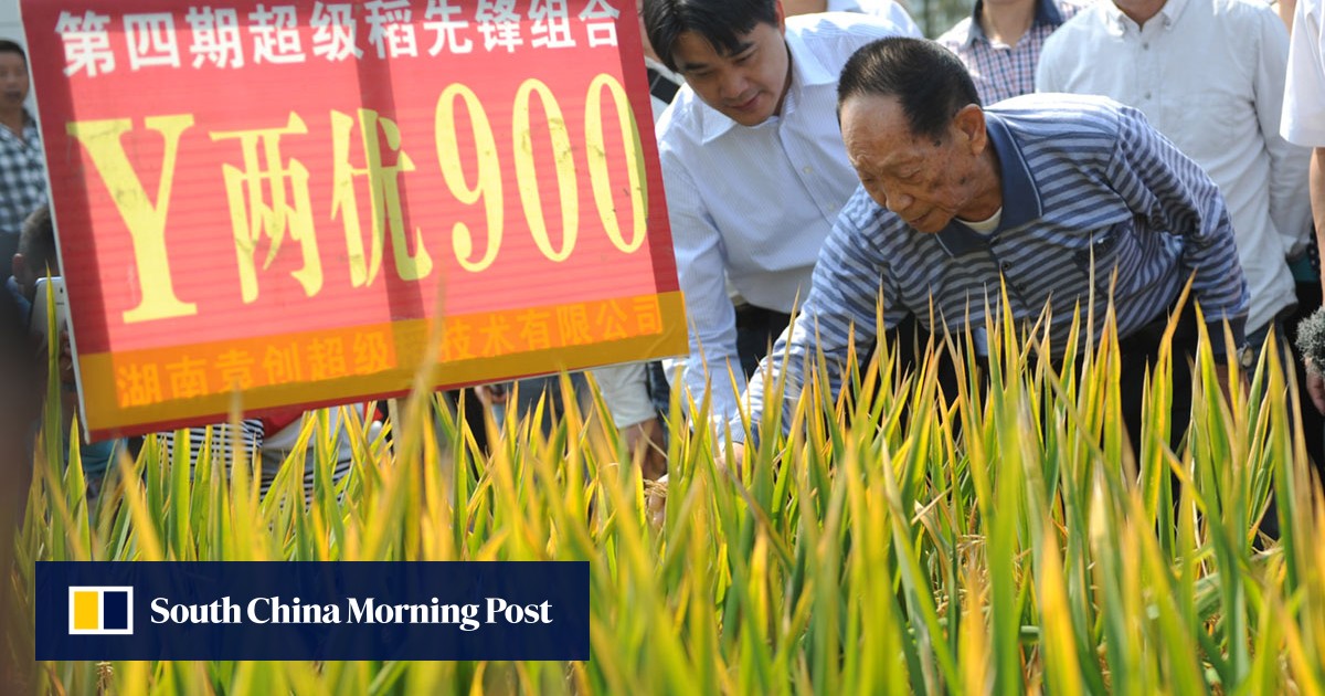 'Father of hybrid rice' develops new variety that beats his own world ...
