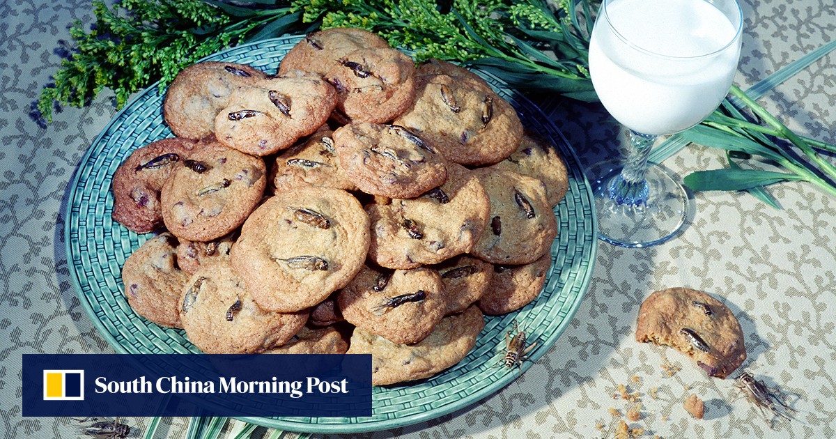 Chocolate-covered bugs served up at insect museum | South China Morning ...