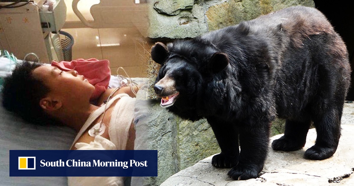 Bear bites off boy's arm at Chinese zoo | South China Morning Post