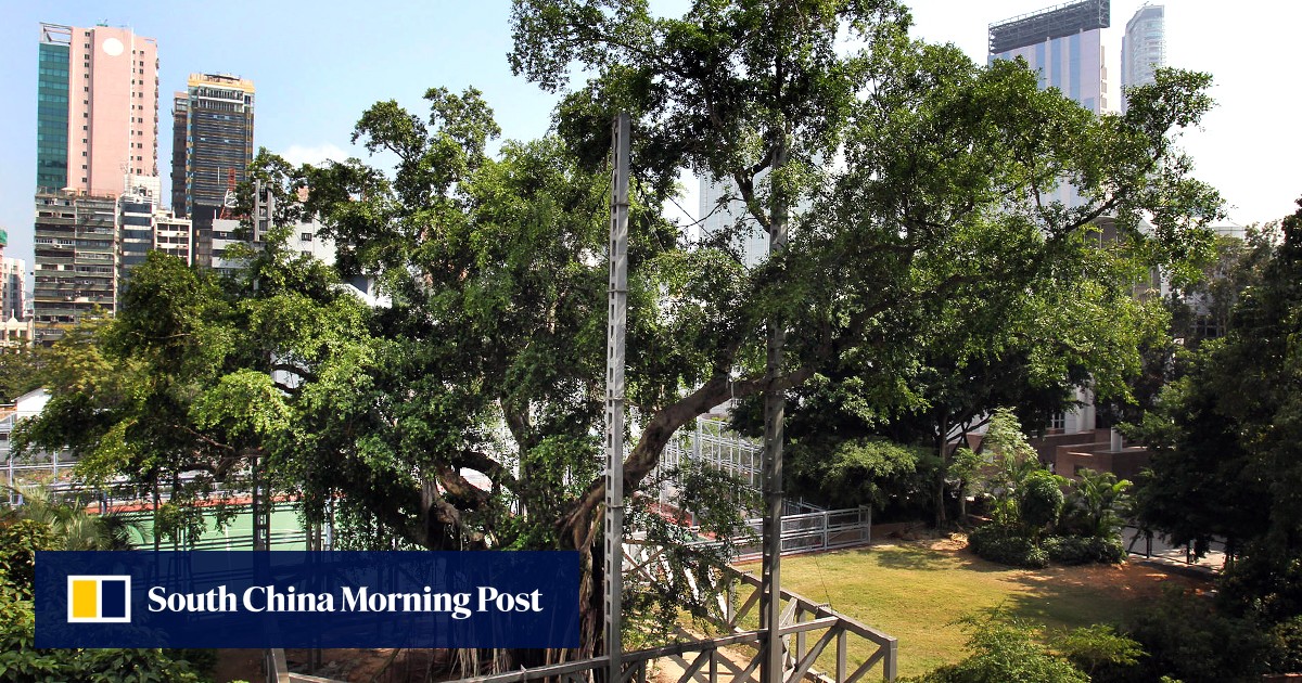 Hong Kong's old trees suffer the unkindest cut of all: felling ...