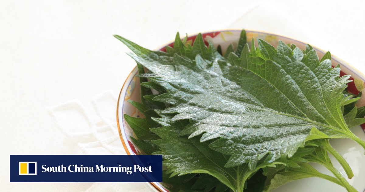 Shiso Leaf Has As Many Uses As It Does Names South China Morning Post