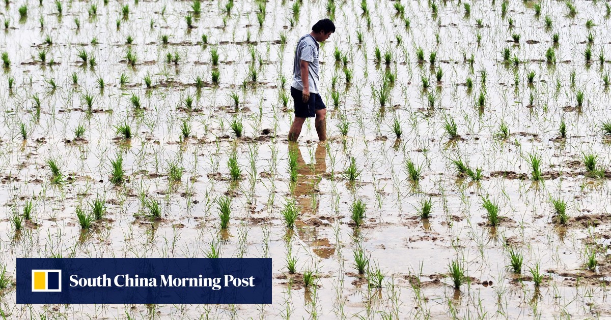 Chinese government backs further studies of genetically modified crops ...