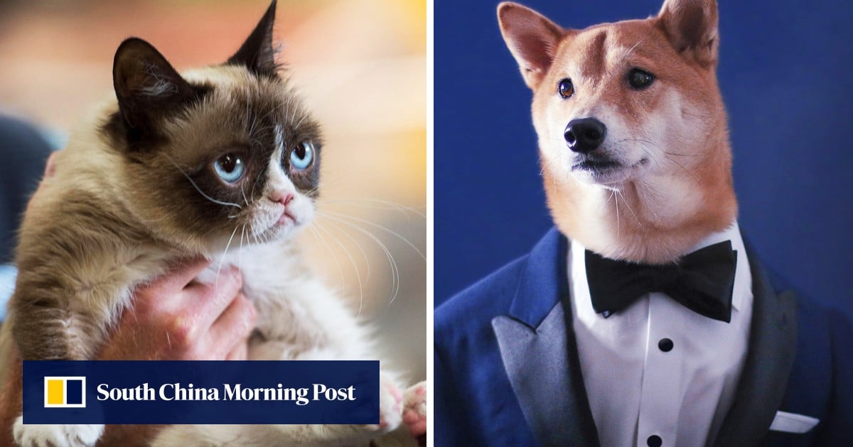 Grumpy Cat Job Interview