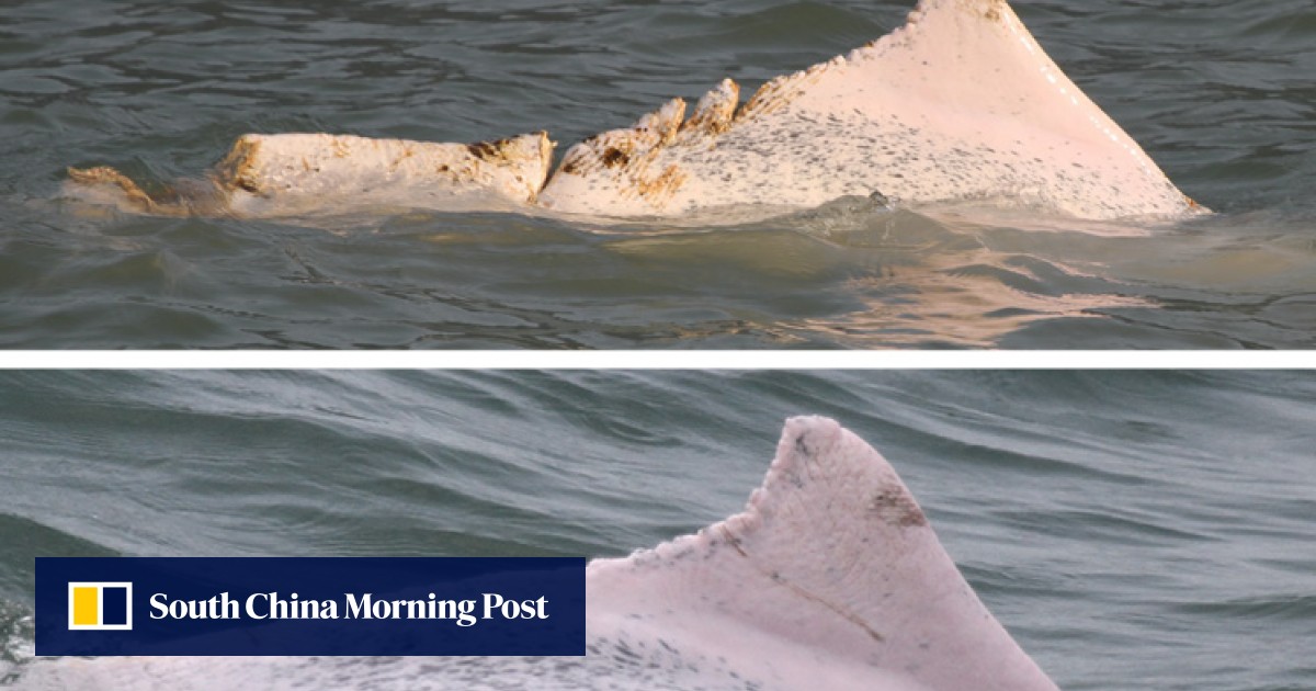 Dolphin maimed in ‘outboard motor’ accident is no stranger to Hong Kong ...