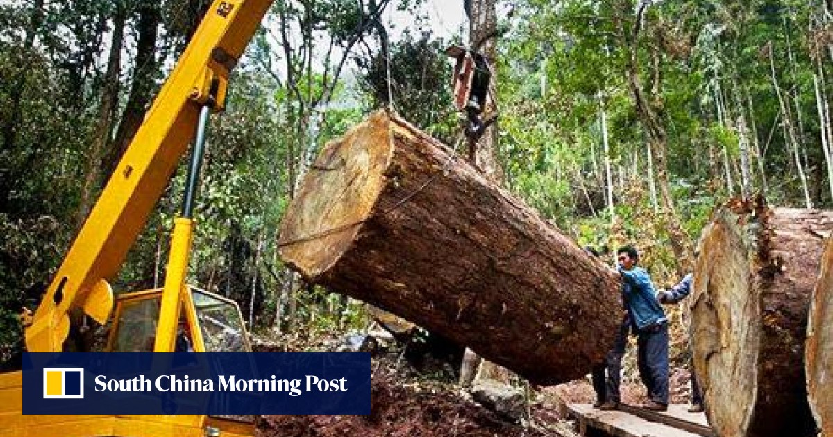 Chinese logging firms seek intervention over seized staff and equipment ...