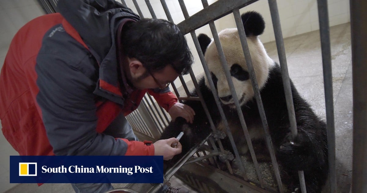 Four giant pandas die as virus strikes Chinese breeding centre | South ...