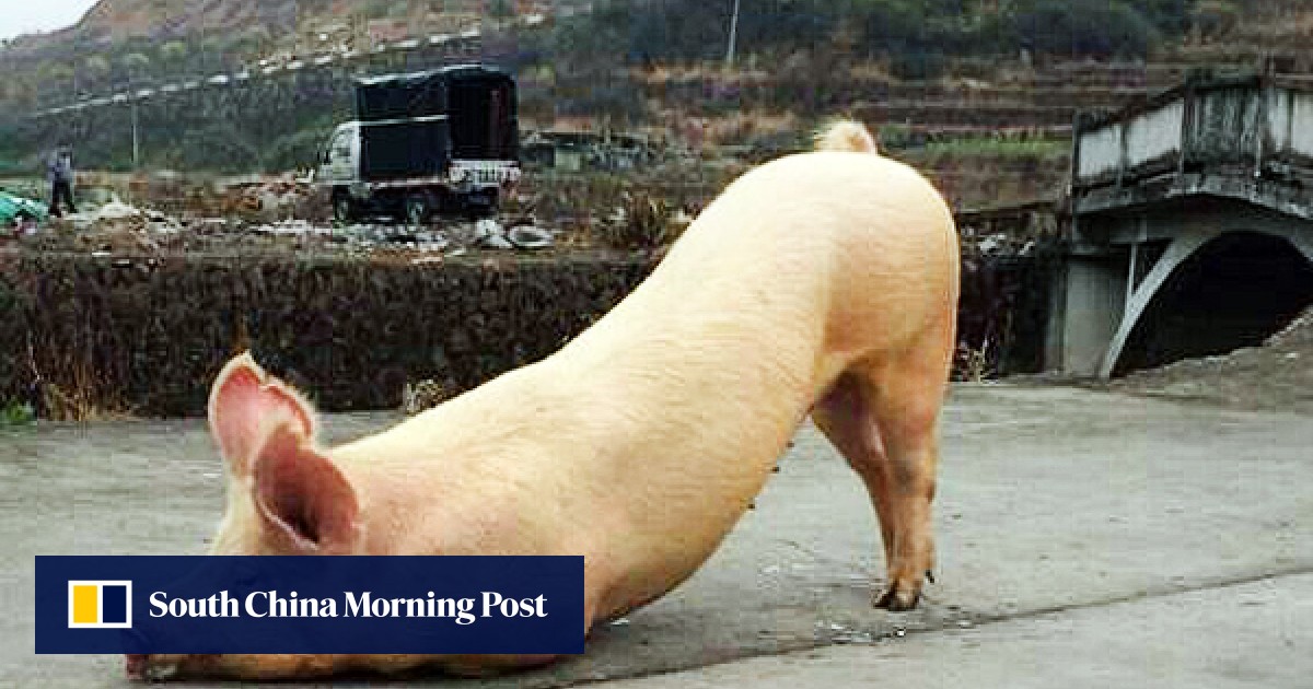 ‘Praying pig’ becomes unlikely online hit | South China Morning Post
