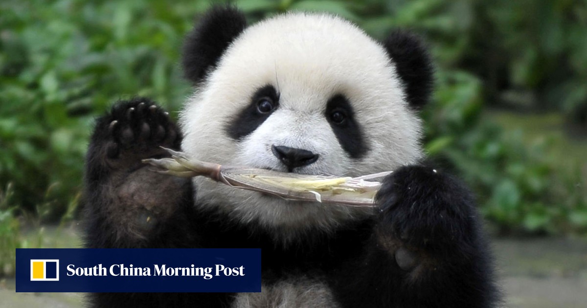 In the black: China's wild panda population grew in past 10 years, new ...