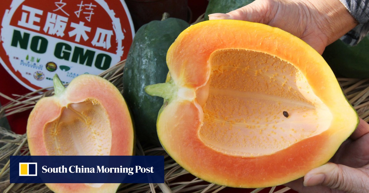 In praise of the papaya, a most versatile fruit | South China Morning Post