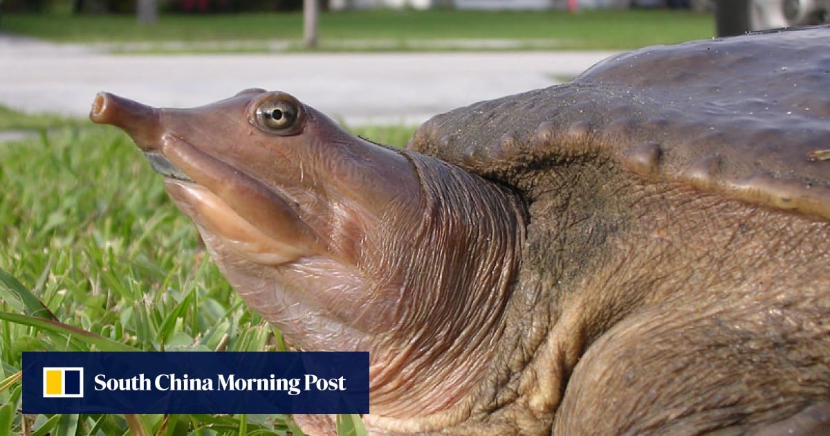 New fossil shows how soft-shelled turtles have barely changed in 120 ...