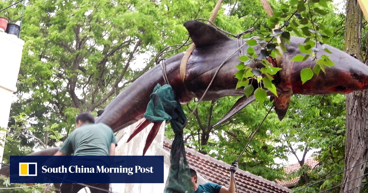 Mystery surrounds fate of six-metre shark delivered to housing estate ...