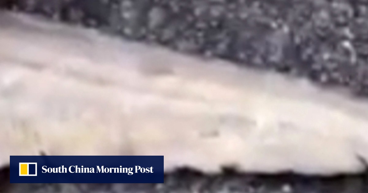 Mystery of carried illegal shark-fin cargo bound for Hong Kong as ...