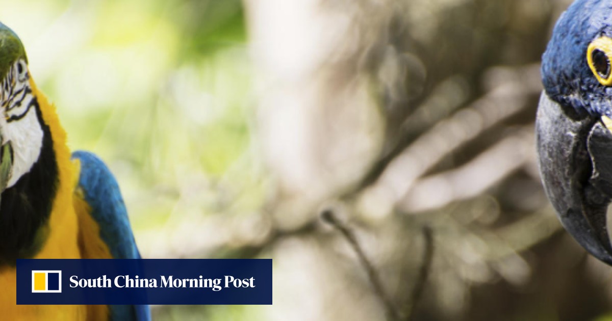 Seed-only diet is harmful for parrots | South China Morning Post