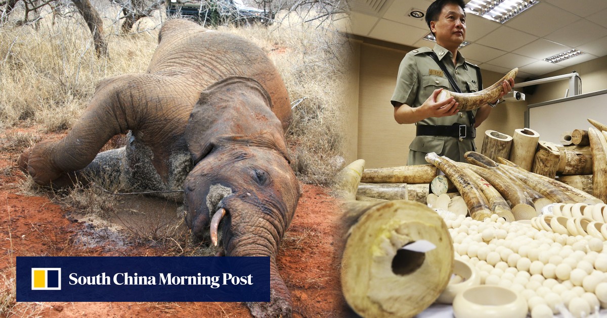 Elephants are dying because of Hong Kong’s failure to tackle illegal ...