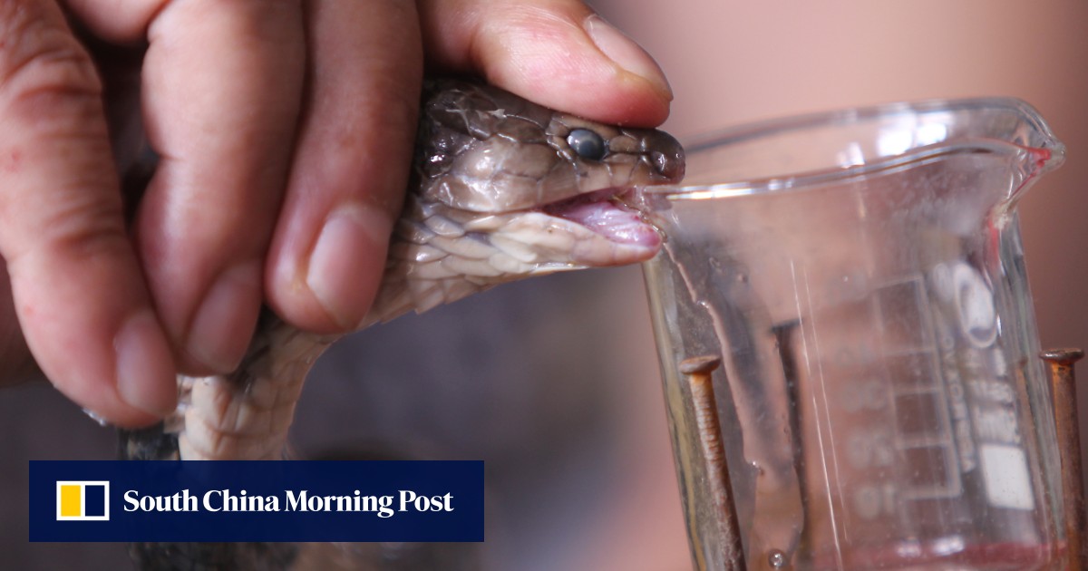 Chinese scientists use yeast to brew blood clot fighting snake venom ...
