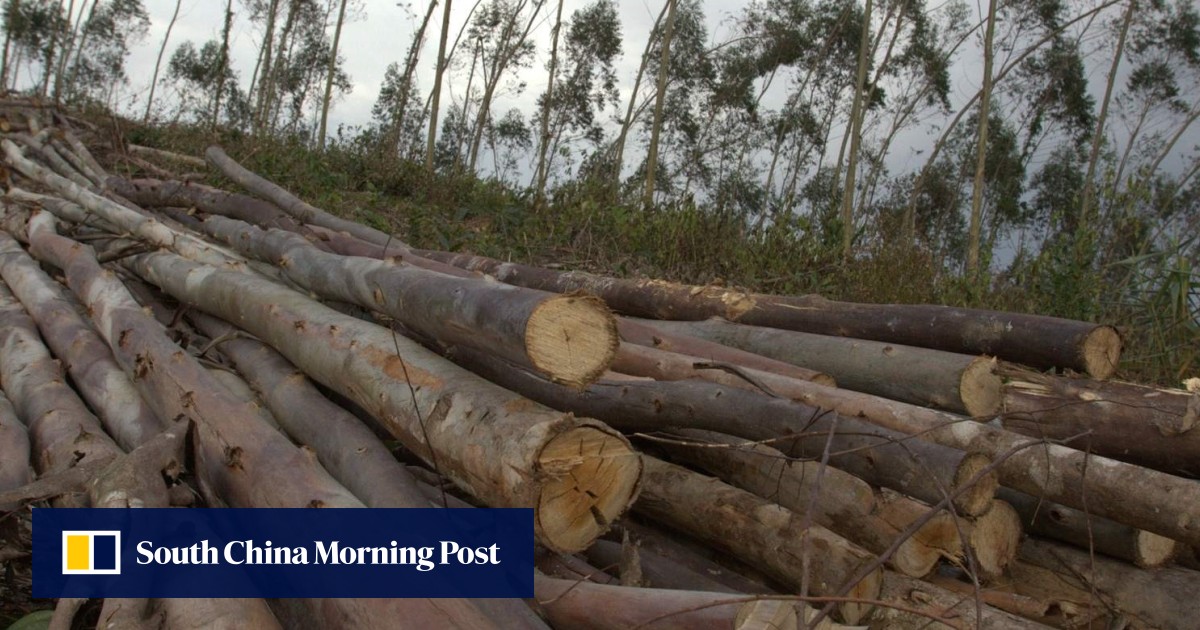 Myanmar sentences 153 Chinese illegal loggers to life imprisonment ...