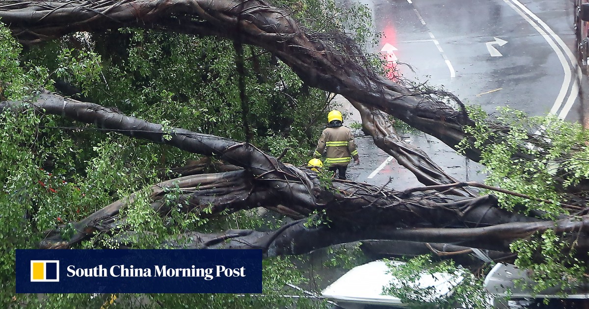 Four trees collapse in Hong Kong after heavy rain as government defends ...