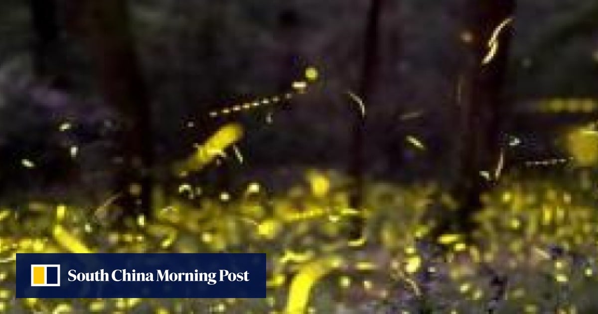 Lights out: China’s firefly display called off after animal rights ...