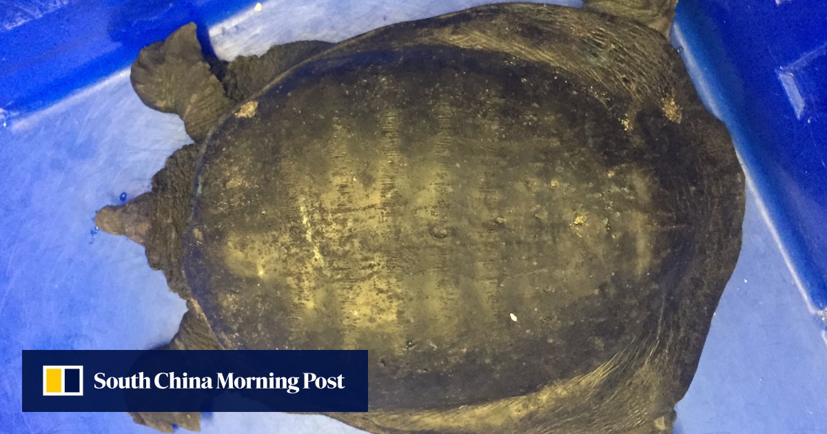 US experts concerned by sighting of ‘extraordinary looking’ invasive ...