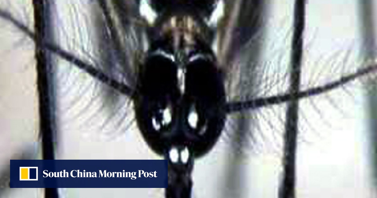 Dengue fever in Taiwan rises 35pc this year as cases exceed 20,000 ...