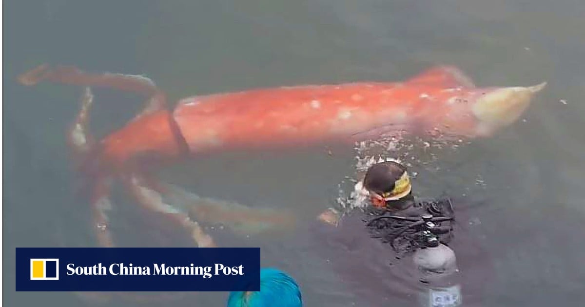 Incredible footage shows diver swimming with giant squid alongside ...