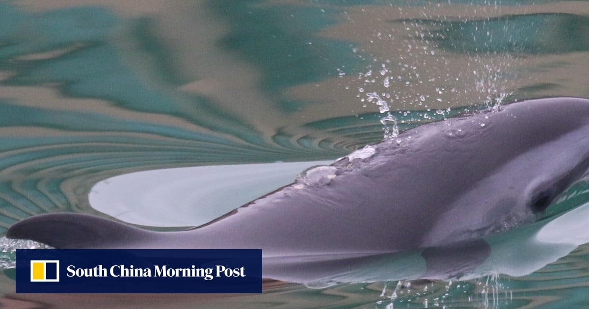 Rare dolphin spotted in Hong Kong’s Gold Coast marina | South China ...