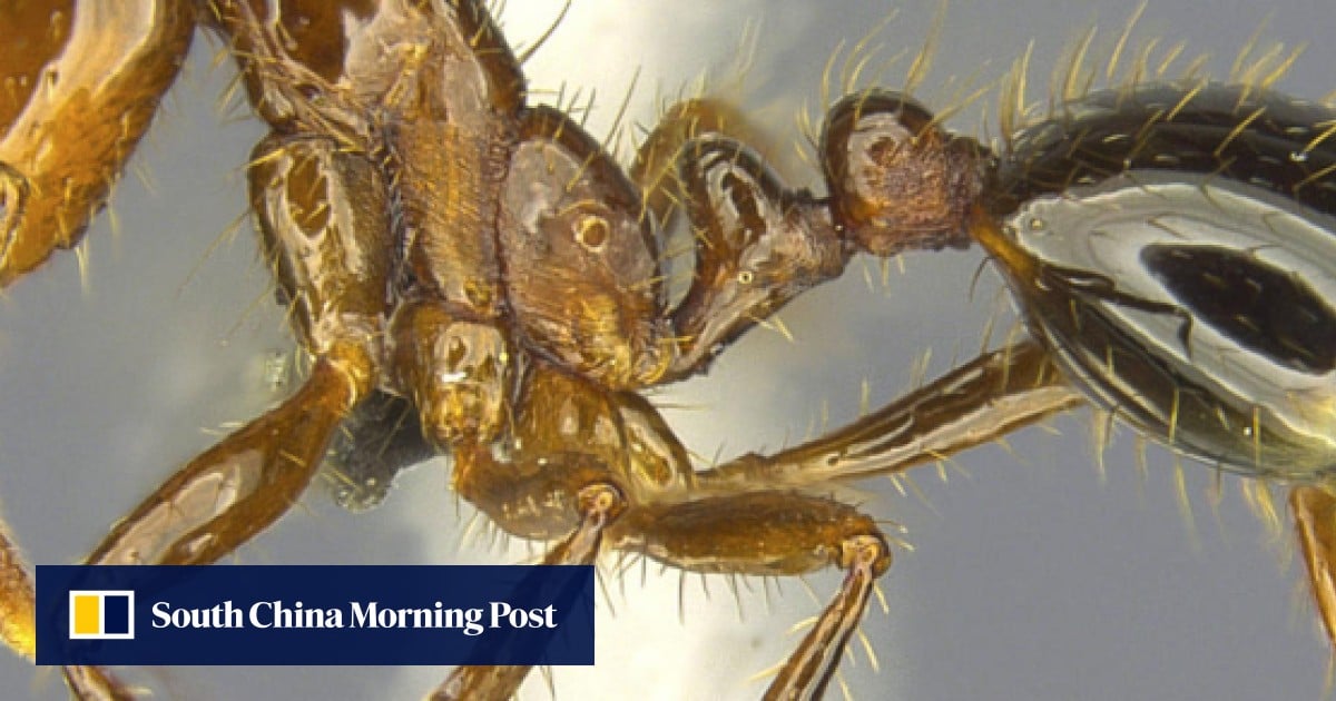 Plague of fire ants the latest Hong Kong alien invasion - and boy, do ...
