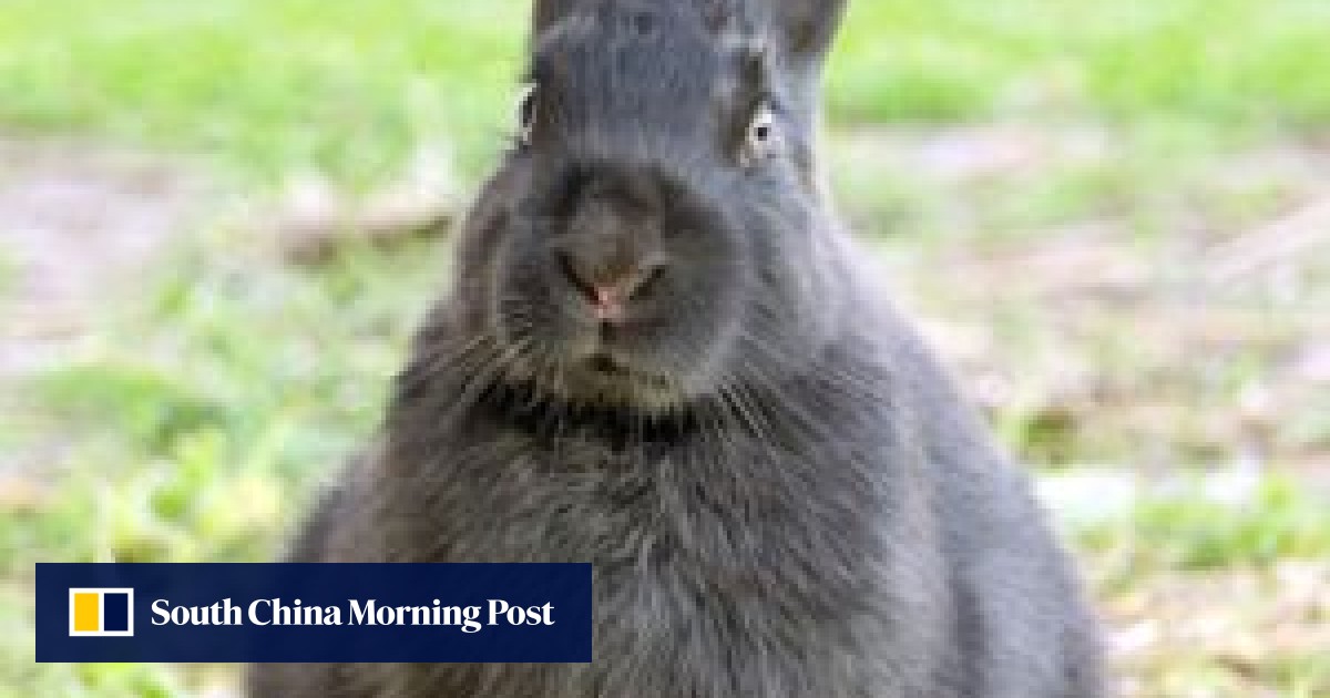 Story of the Rabbit | South China Morning Post