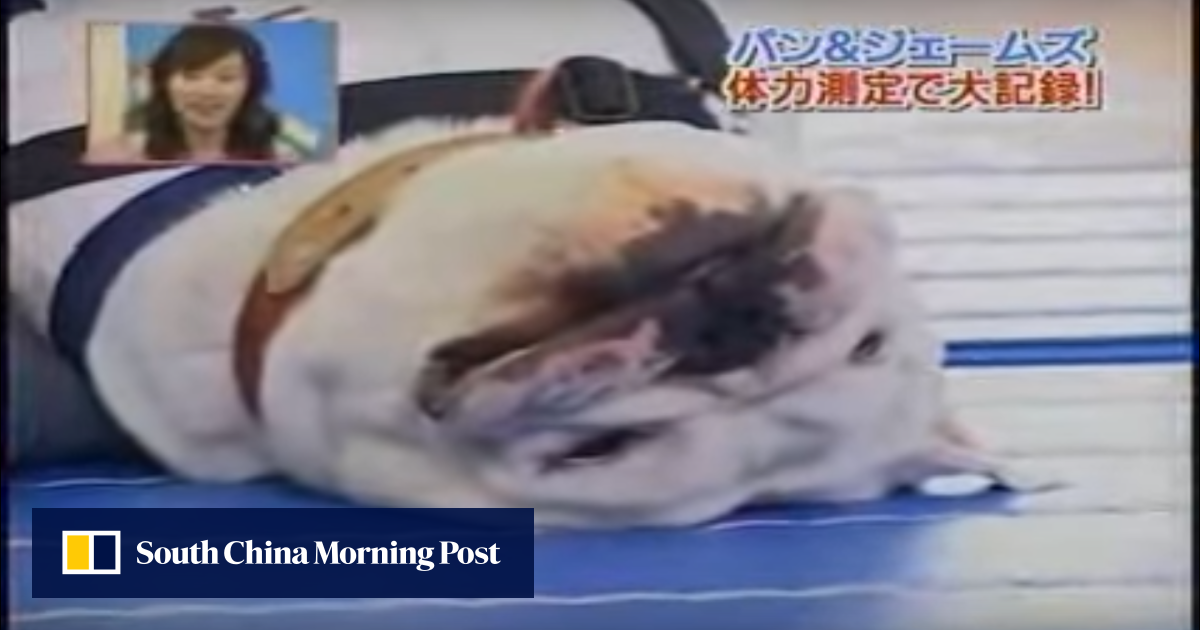 Hong Kong’s Beloved Bulldog, Companion of Chimp in Overalls, Has Died ...
